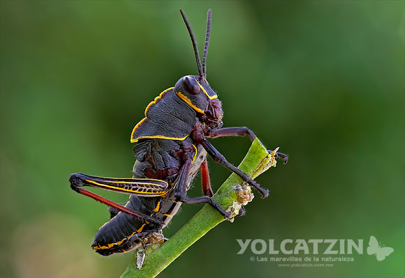 Lubber Grasshopper nymph | Project Noah