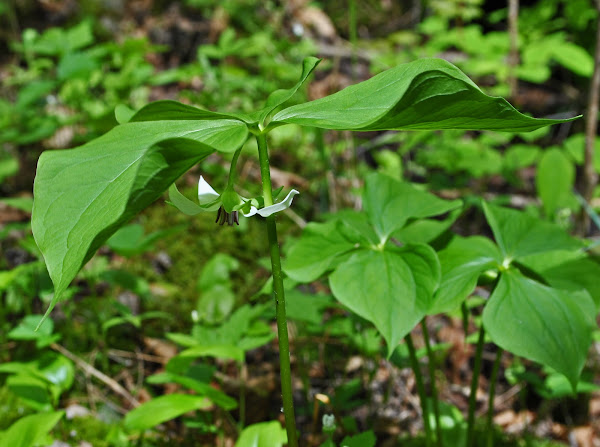 Nodding Trillium | Project Noah