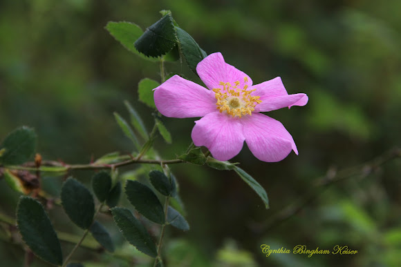 California Wild Rose | Project Noah