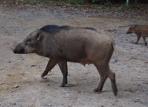 Wild boar | Project Noah