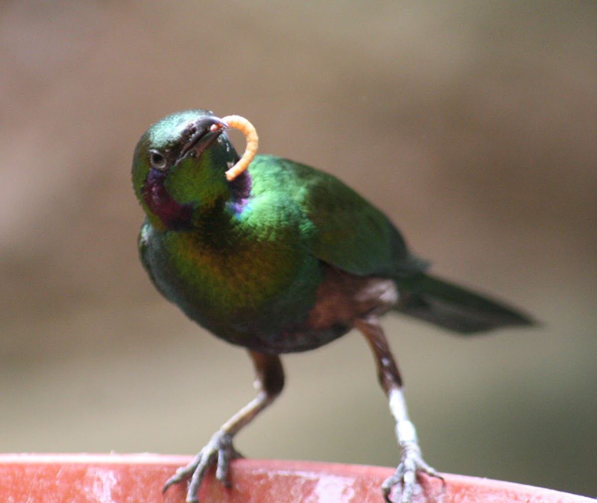 Emerald Starling | Project Noah