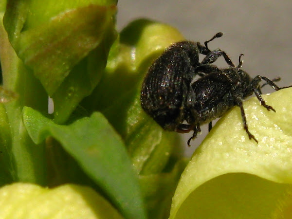 Weavil | Project Noah