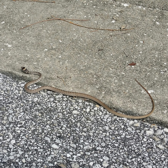 Coachwhip snake (juvenile) | Project Noah