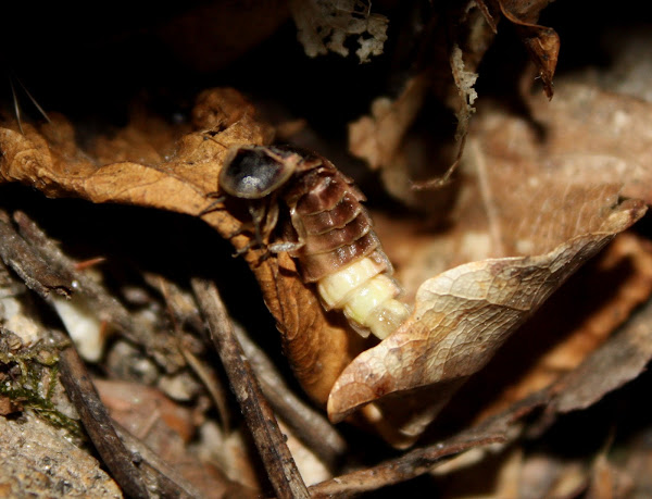 Firefly larvae | Project Noah