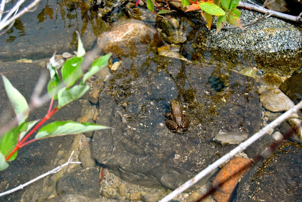 Mink Frog | Project Noah