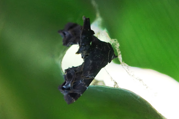 Mango Shoot Borer or Owlet Moth | Project Noah