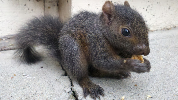 Baby black squirrel | Project Noah