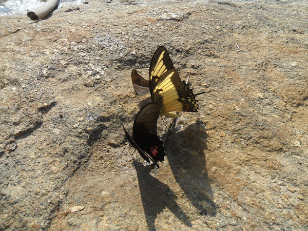 Buterfly | Project Noah