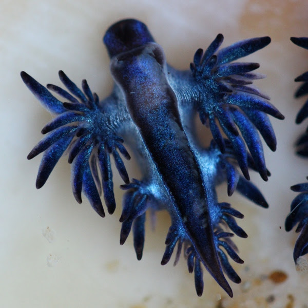 Blue Sea Slug | Project Noah