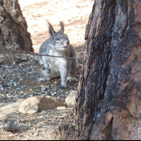 Albert's Squirrel | Project Noah