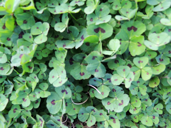 red-spotted clover | Project Noah