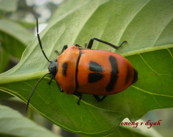 Red Jewel Bug | Project Noah