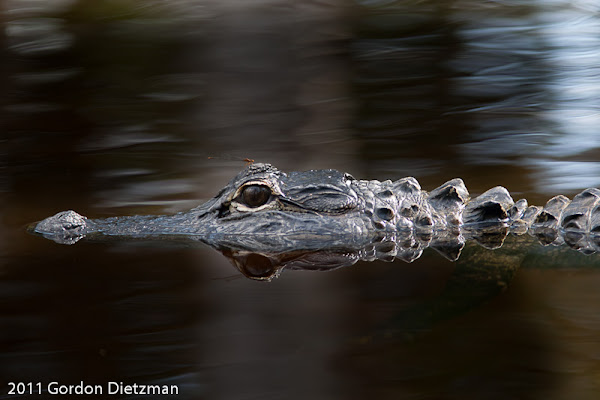 American Alligator | Project Noah