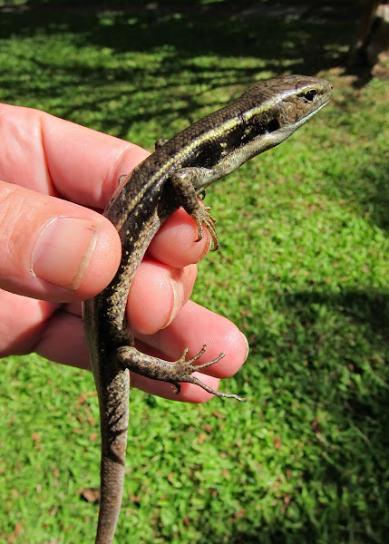 Eastern Water Skink (Inner-city Brisbane) | Project Noah