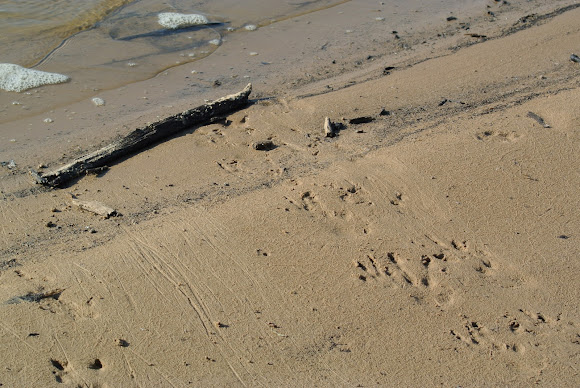 American Alligator Tracks | Project Noah