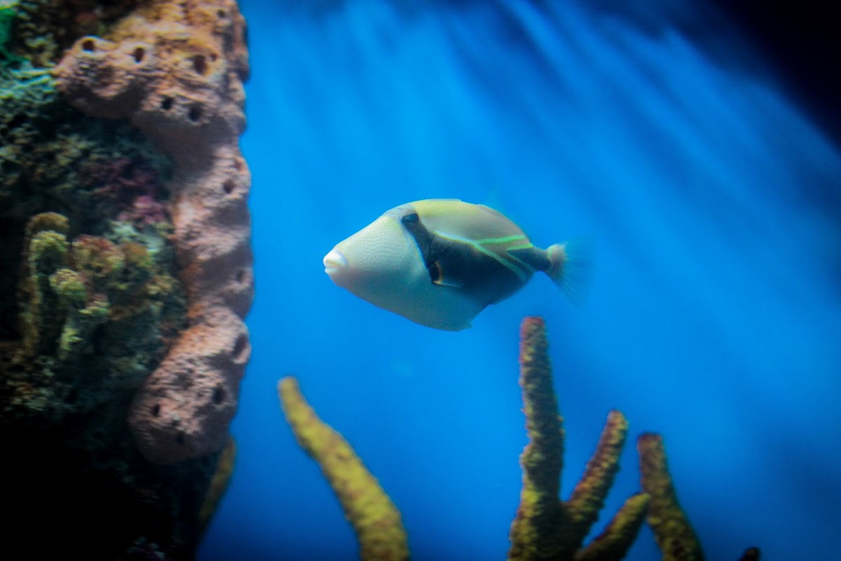 Humuhumunukunukuapua'a (Reef Trigger Fish) | Project Noah