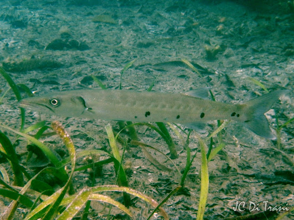 Great Barracuda | Project Noah