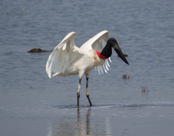 Tuiuiú(Jabiru) | Project Noah