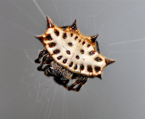 Spiny-backed Orb Weaver Spider | Project Noah