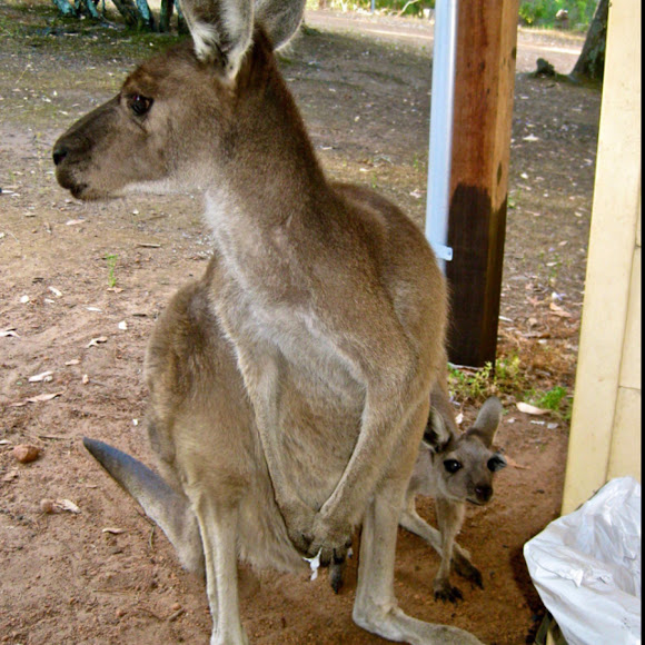 Kangaroo | Project Noah