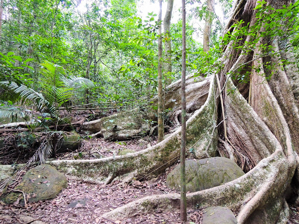 Dipterocarpaceae | Project Noah