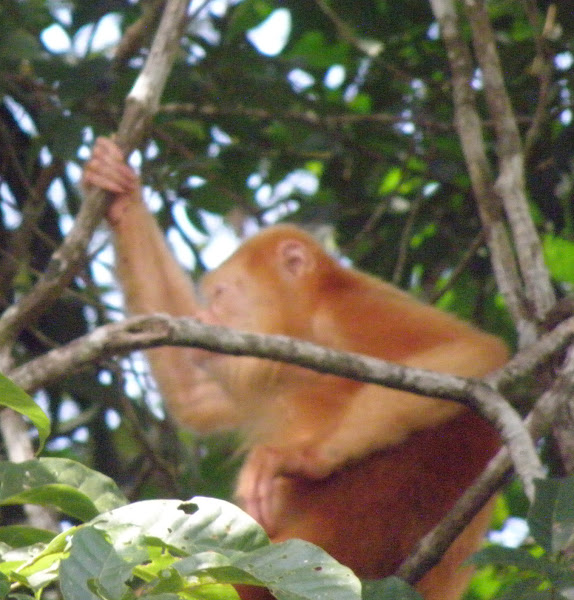 Mantled howler monkey(rare lack of melanin) | Project Noah
