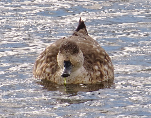 Crested Ducks | Project Noah
