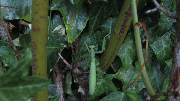 Barbantesa (gl), Mantis religiosa (es), Praying mantis (uk) | Project Noah