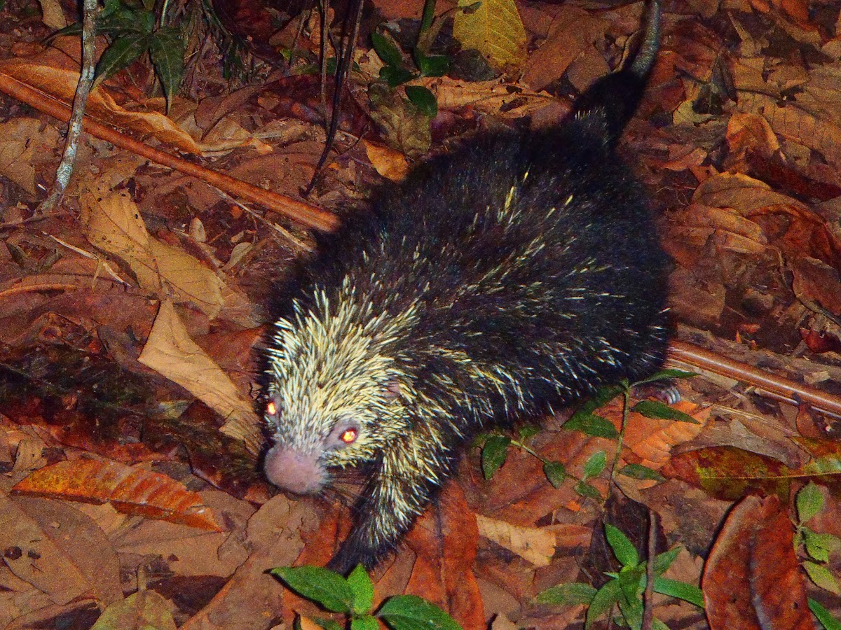 Mexican Arboreal Porcupine | Project Noah