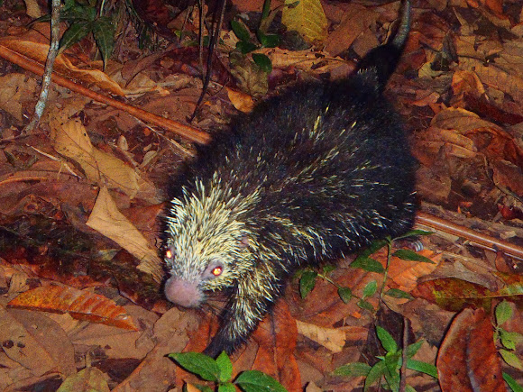 Mexican Arboreal Porcupine | Project Noah