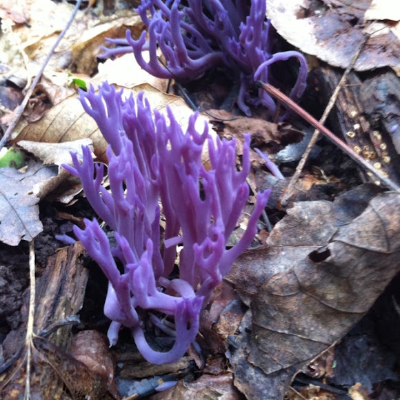 Purple coral fungus | Project Noah
