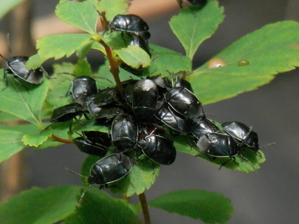 White-margined Burrower Bug | Project Noah