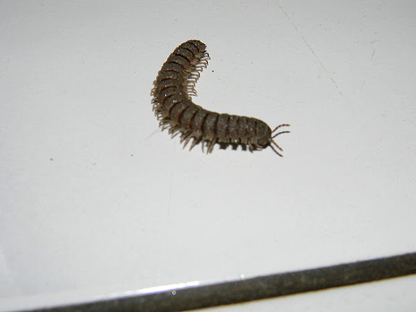 tractor millipede | Project Noah