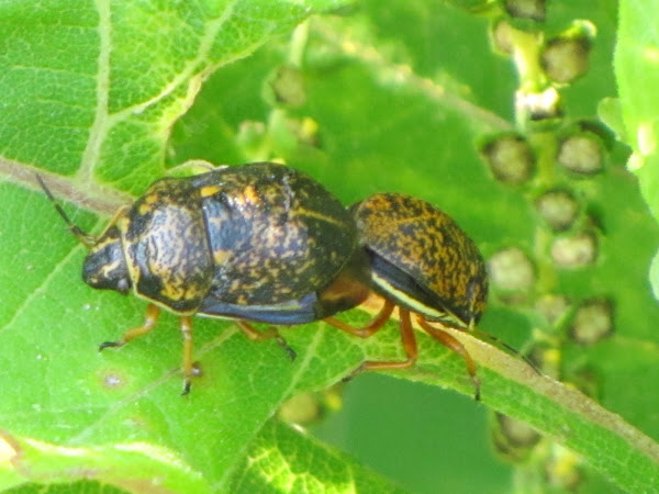 Shield-backed bug | Project Noah