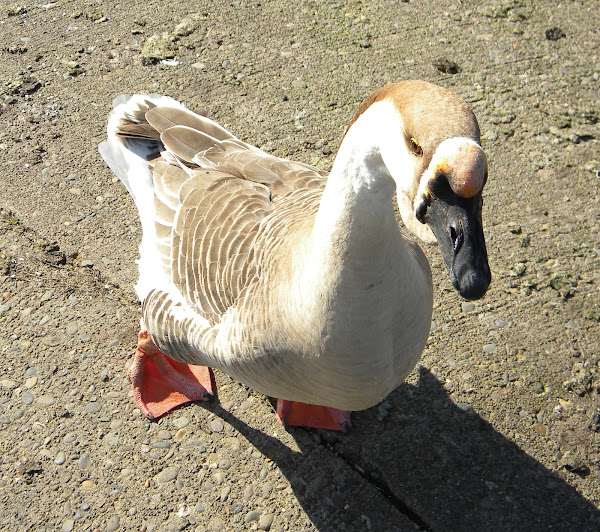 Chinese Goose | Project Noah