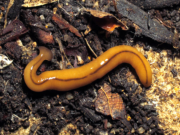 Flatworm | Project Noah