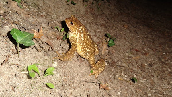 Common toad | Project Noah