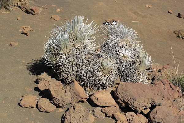 Mauna Kea silversword | Project Noah