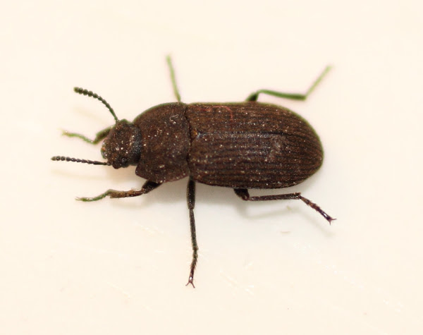 Dusty Maize Beetle | Project Noah