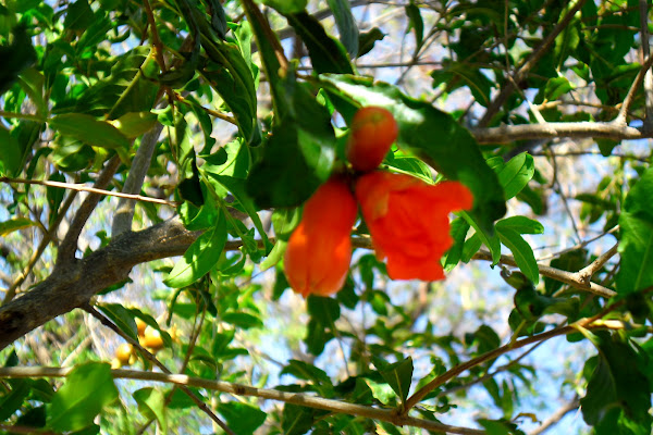 Pé de romã | Project Noah