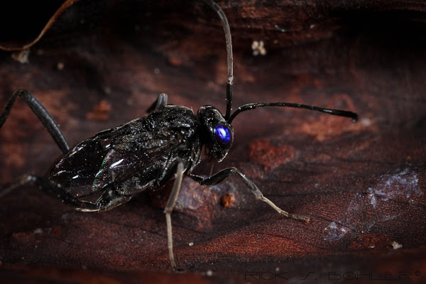 Evaniidae or Ensign Wasp | Project Noah