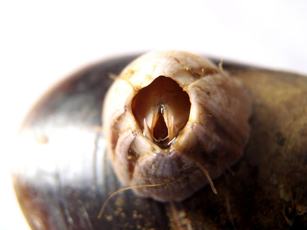 Gran bellota de mar, Balanus de tres filos | Project Noah