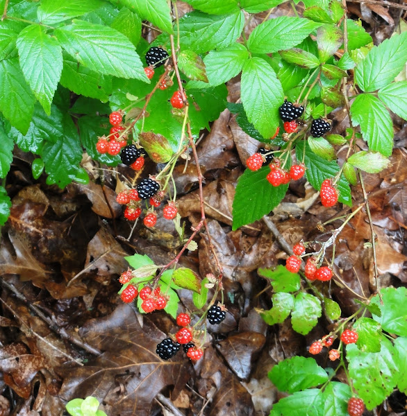 Common Dewberry | Project Noah