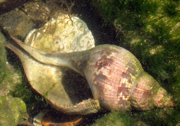 True tulip snail | Project Noah