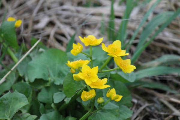 marsh marigold | Project Noah