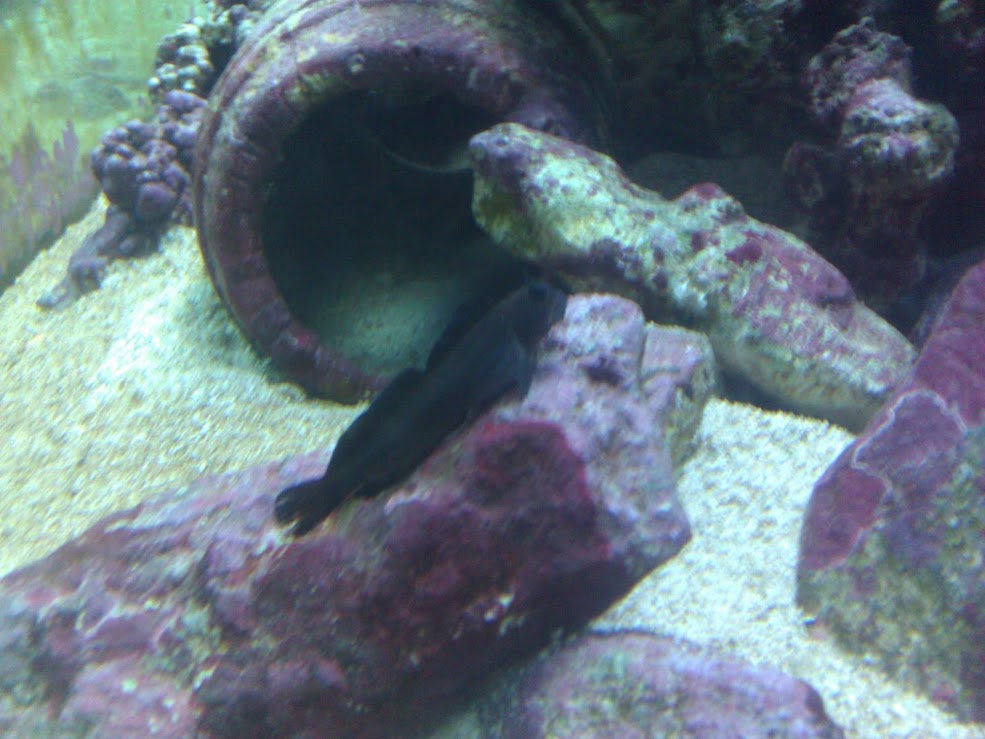 Redirecting to https://projectnoah.org/spottings/hawaiian-zebra-blenny