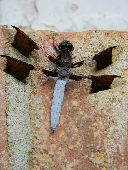 Common whitetail Dragonfly | Project Noah