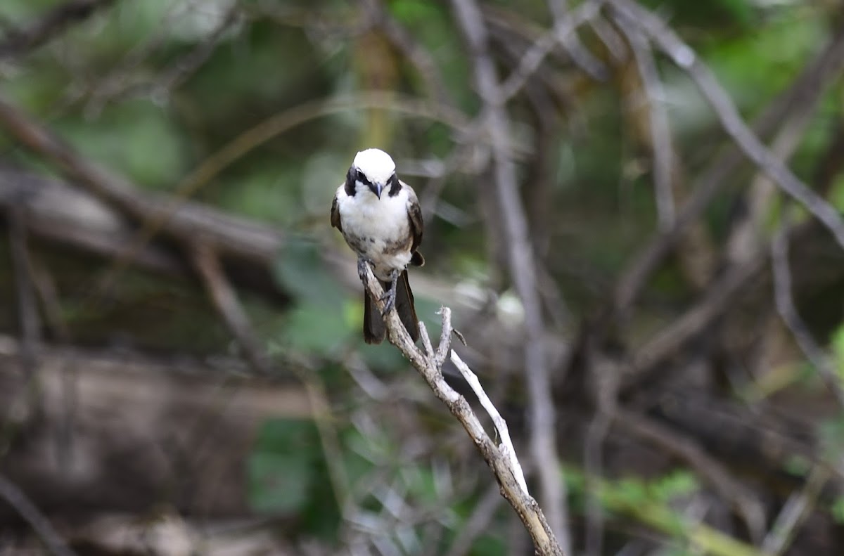 White-rumped Helmet-shrike; Northern White-crowned Shrike | Project Noah