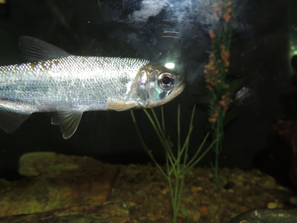 Pink Tailed Chalceus; Fish-Base | Project Noah