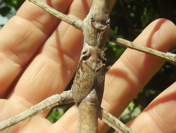 Nymph - goliath stick insect | Project Noah
